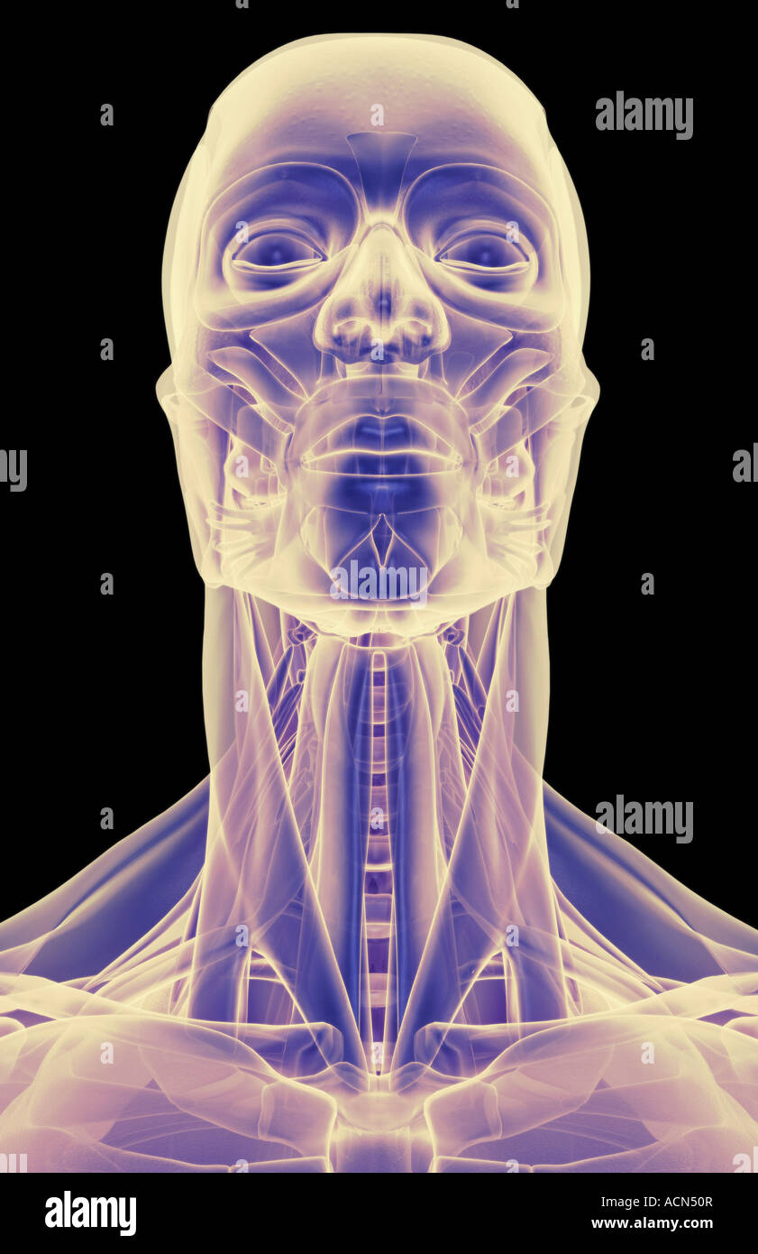 The muscles of the head neck and face Stock Photo - Alamy