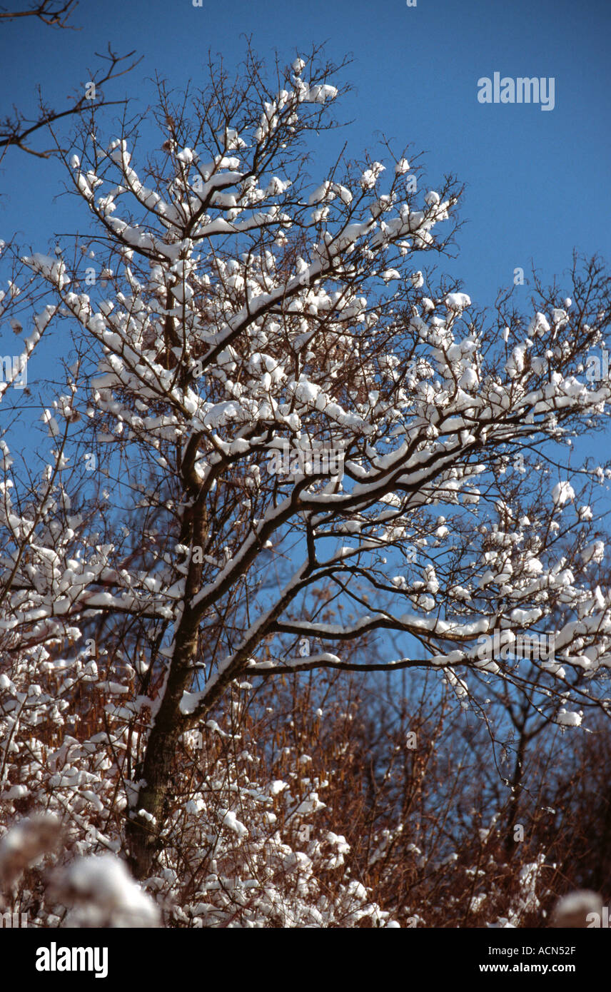 Snow, sky, tree hi-res stock photography and images - Alamy