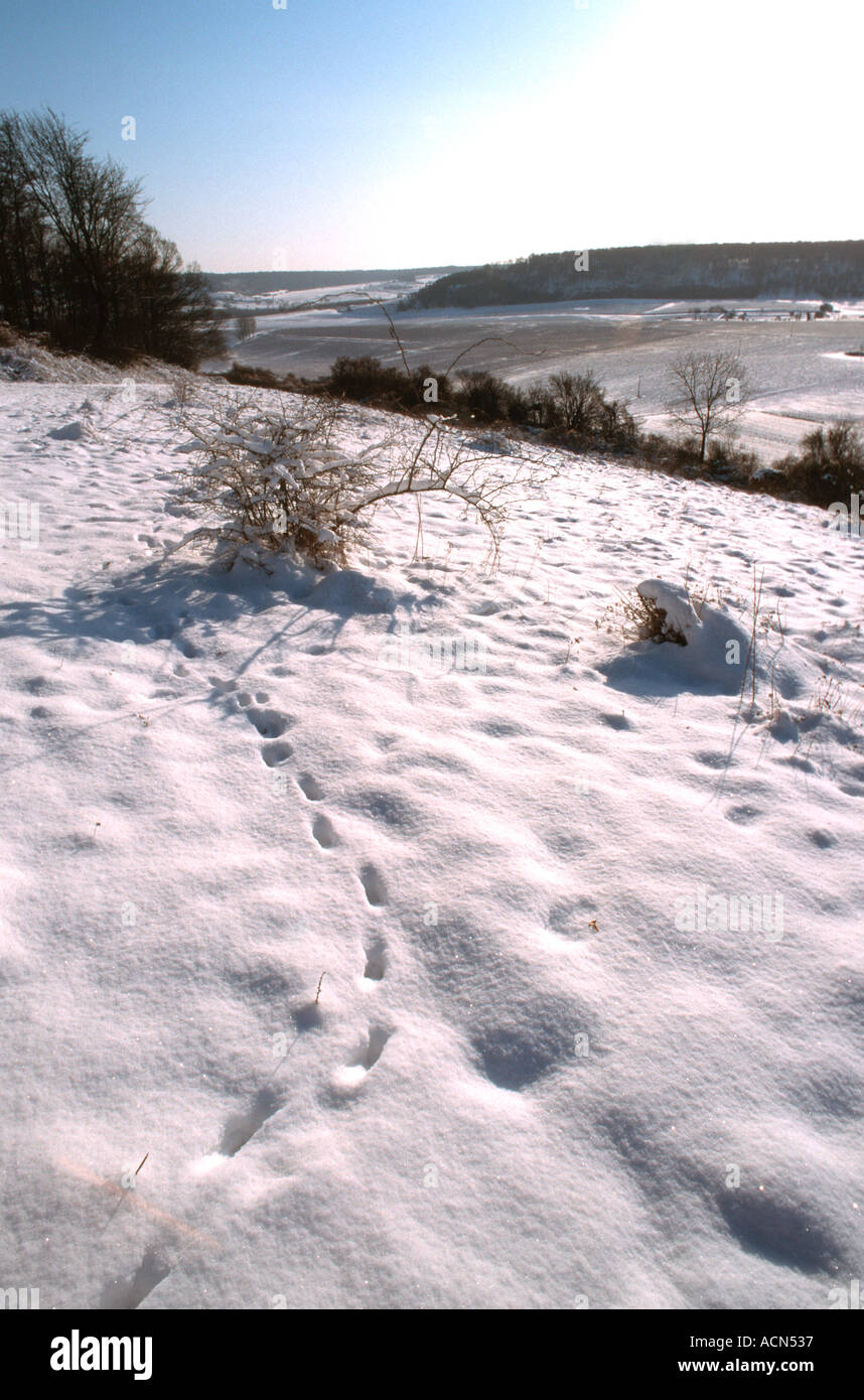Vertical view animal tracks hi-res stock photography and images - Alamy