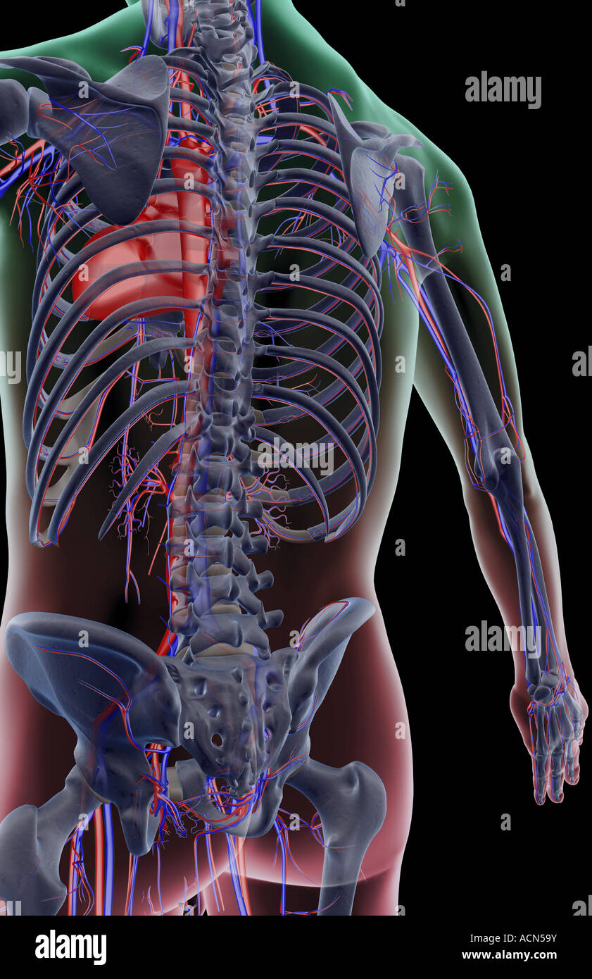 The blood supply of the trunk Stock Photo - Alamy