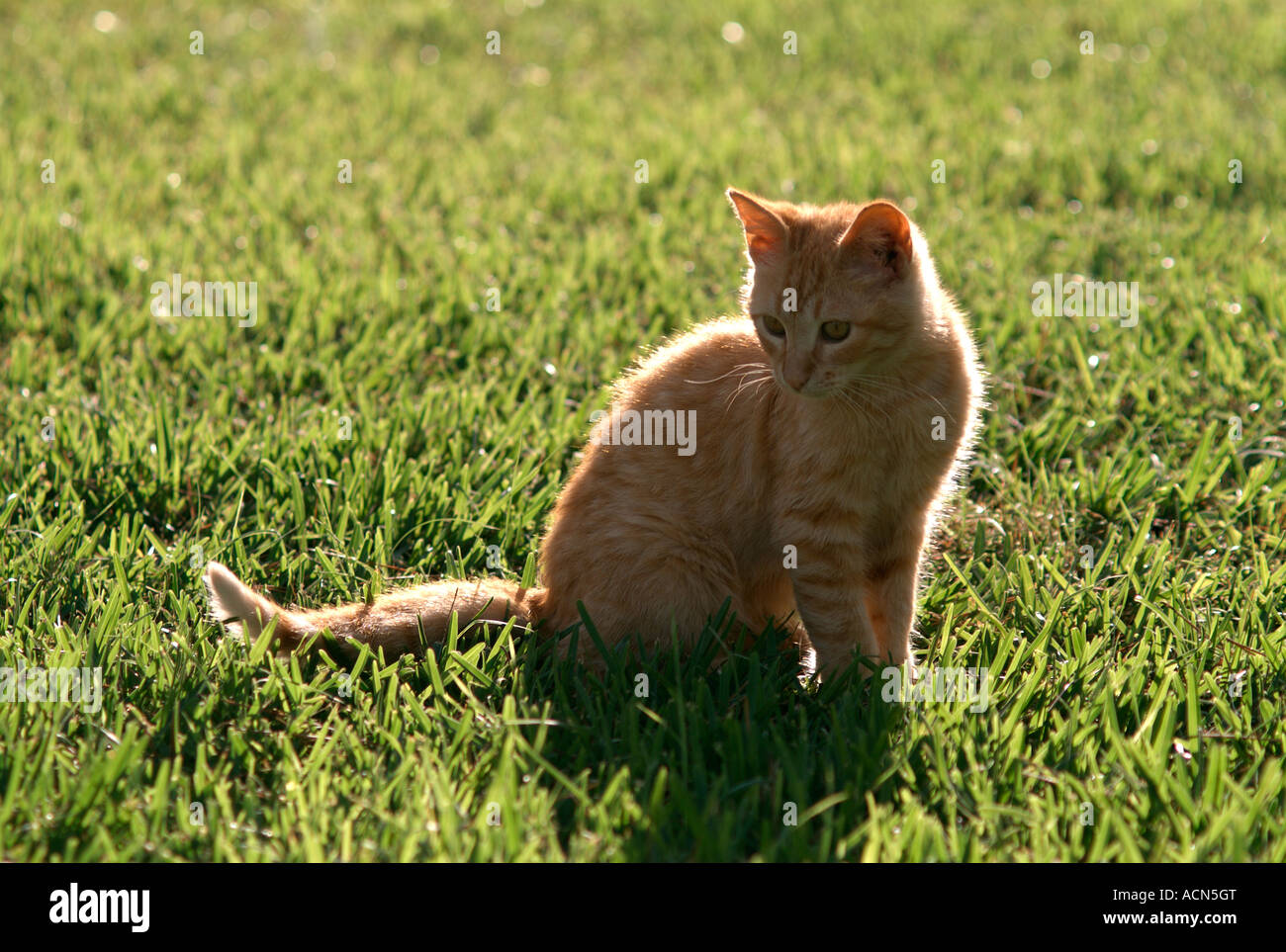 Ginger domestic cat sat down at a garden Stock Photo - Alamy