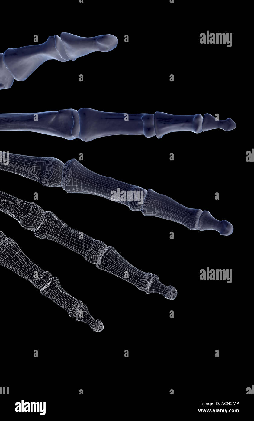 The bones of the fingers Stock Photo - Alamy