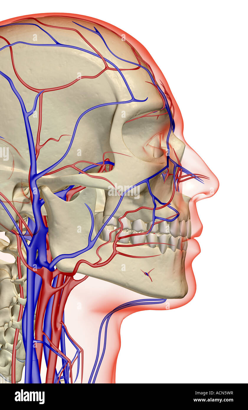 External maxillary artery hi-res stock photography and images - Alamy