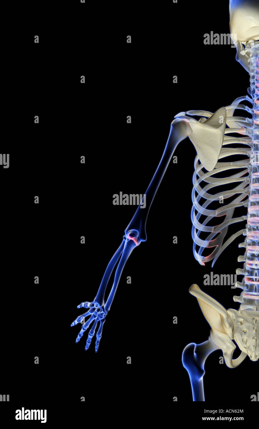 The bones of the upper limb Stock Photo - Alamy