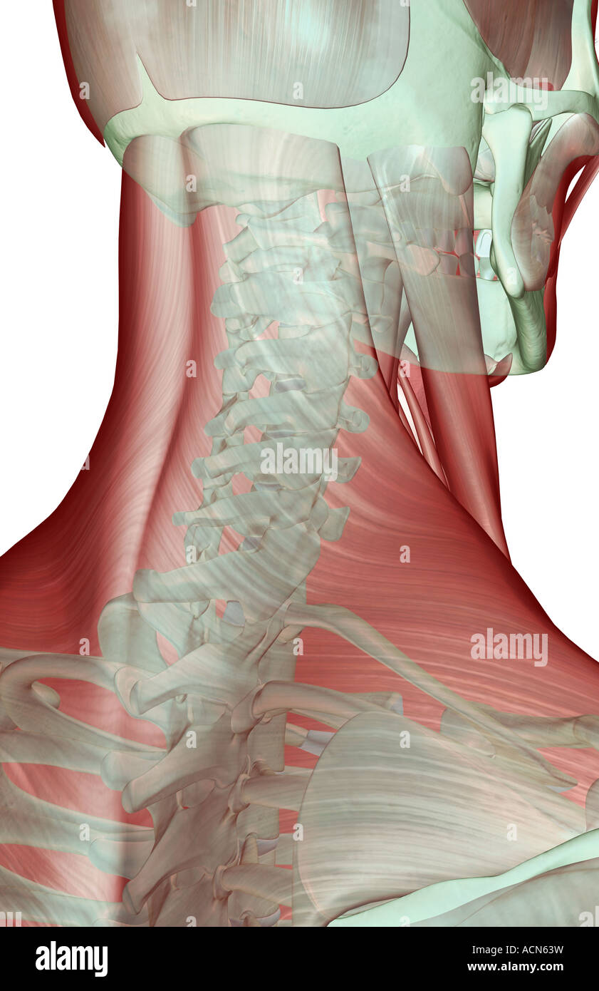 The musculoskeleton of the neck Stock Photo - Alamy