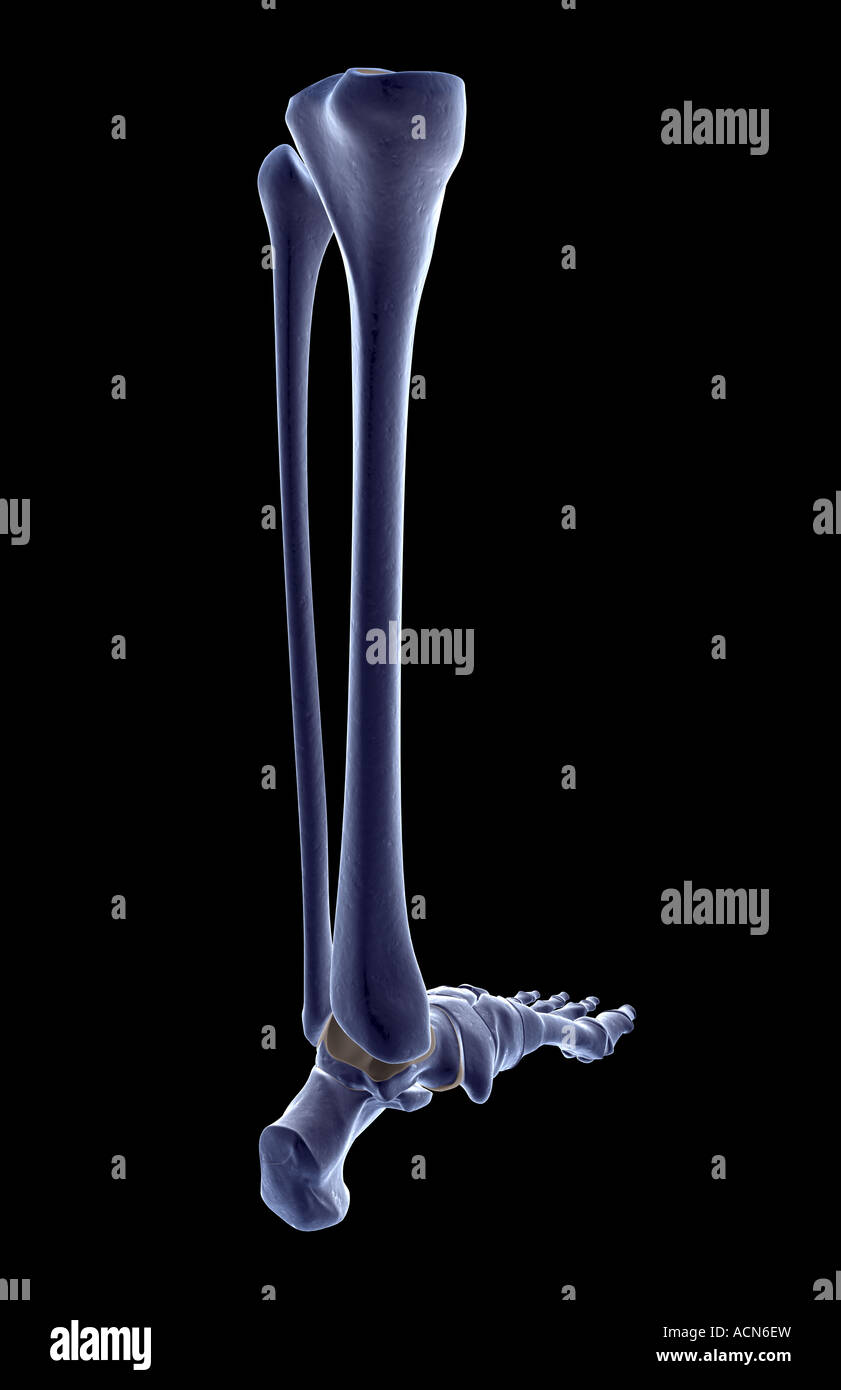 The bones of the leg Stock Photo - Alamy