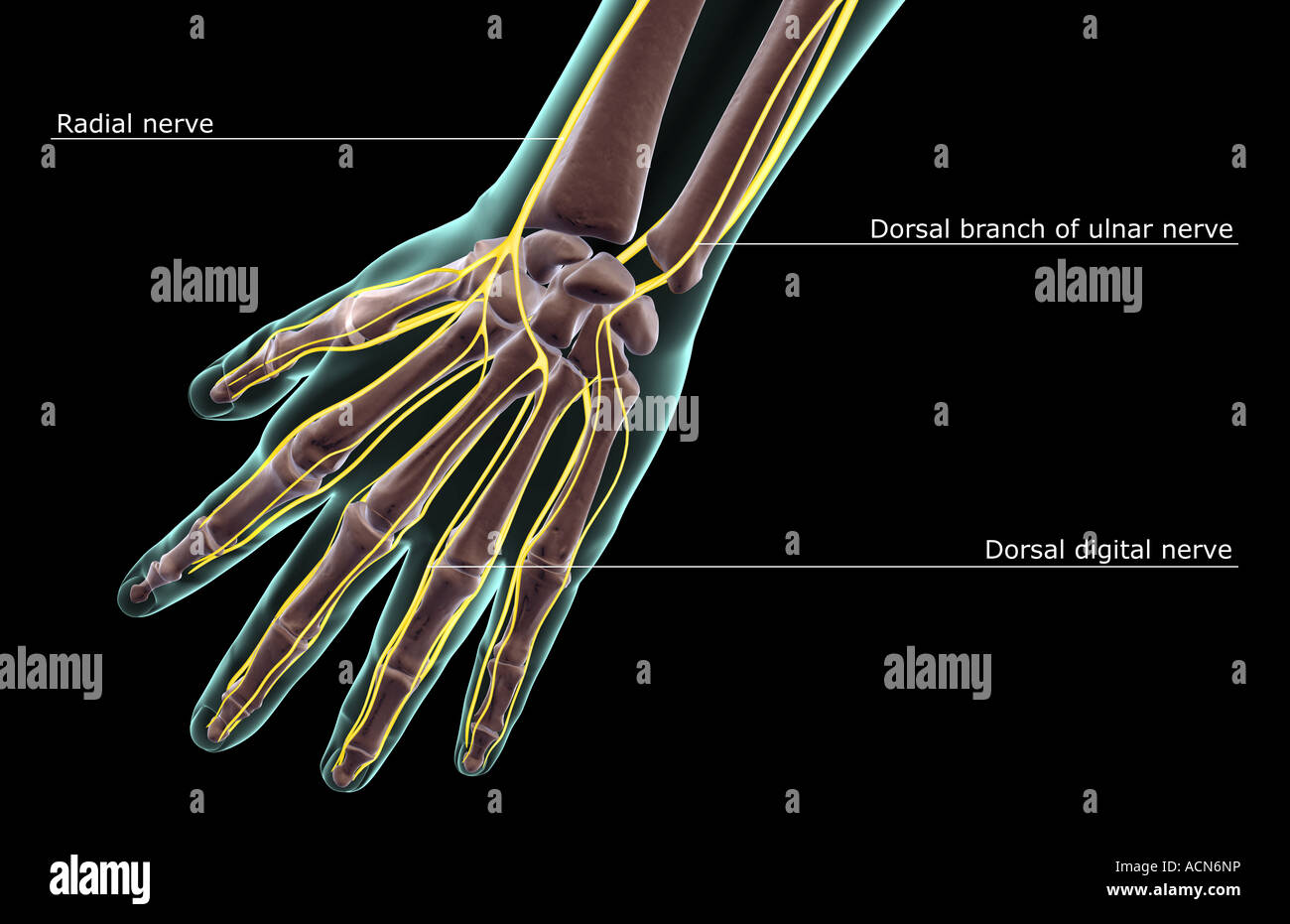 Radial Nerve Hand High Resolution Stock Photography and Images - Alamy