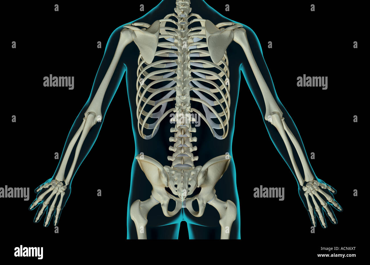 The bones of the trunk Stock Photo - Alamy