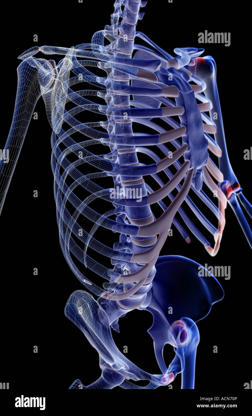 Bones of trunk anatomy hi-res stock photography and images - Alamy