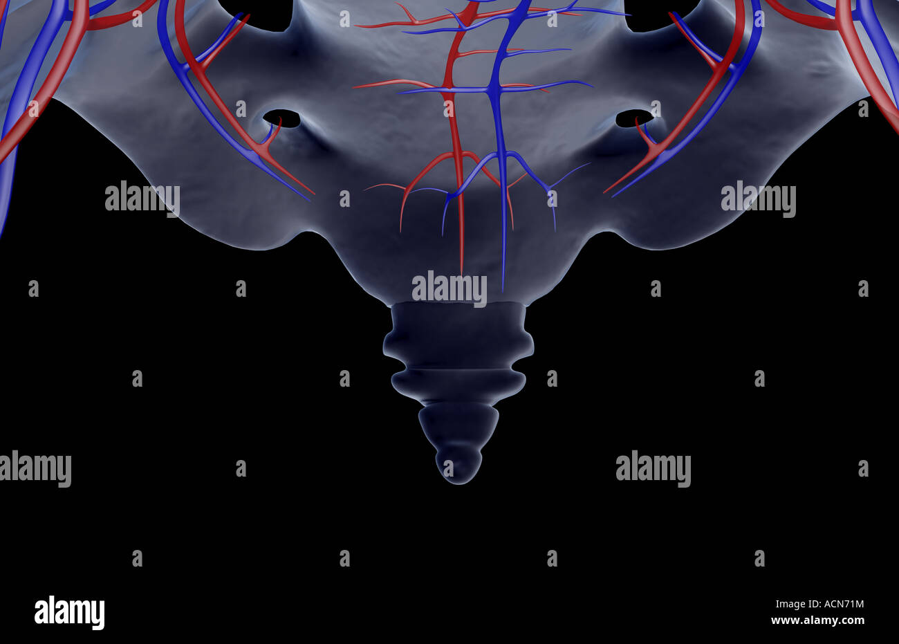 Blood vessels pelvis hi-res stock photography and images - Alamy