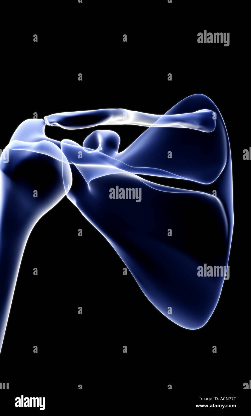 Scapula x ray hi-res stock photography and images - Alamy