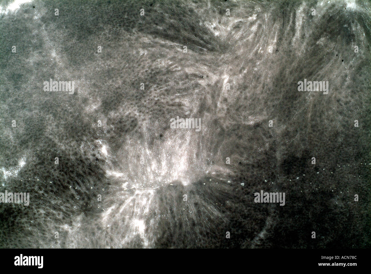 Whale skin close up hi-res stock photography and images - Alamy