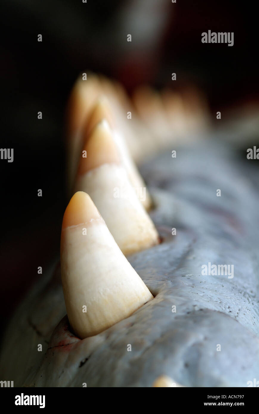 Whale tooth hi-res stock photography and images - Alamy