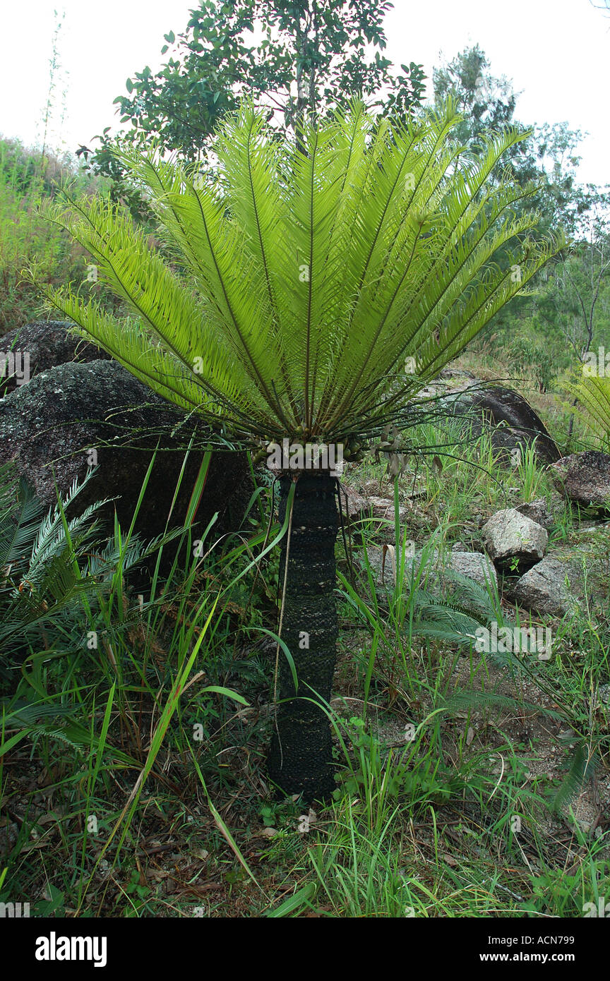 Cycadophyta Cycad ancient tree Ravenshoe North Queensland Australia dsc ...