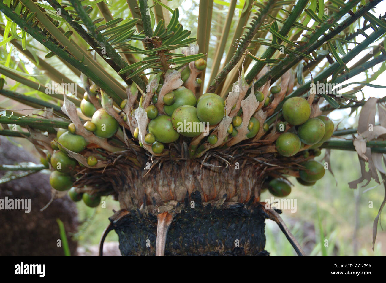 Cycadophyta Cycad fruit seed pods ancient tree Ravenshoe North ...