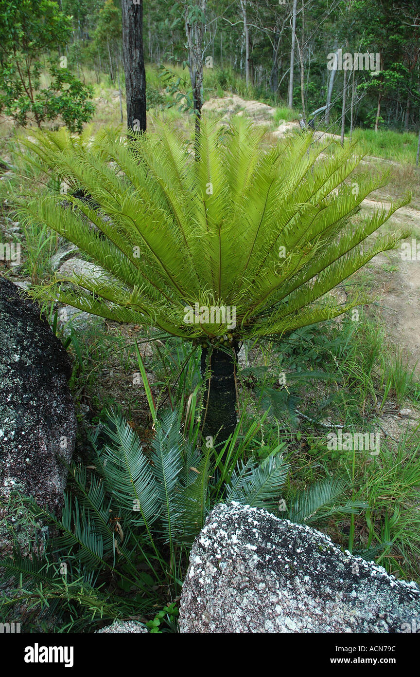 Cycadophyta Cycad ancient tree Ravenshoe North Queensland Australia dsc ...