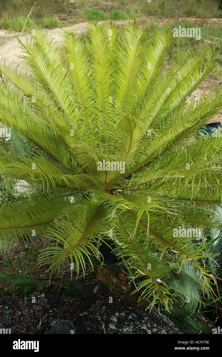Cycadophyta Cycad ancient tree Ravenshoe North Queensland Australia dsc ...