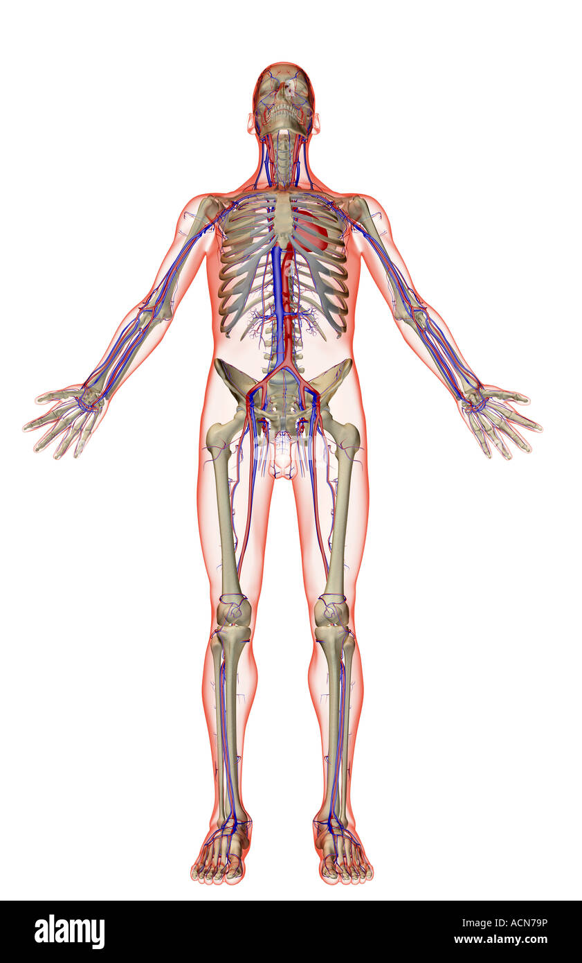 The vascular system Stock Photo - Alamy