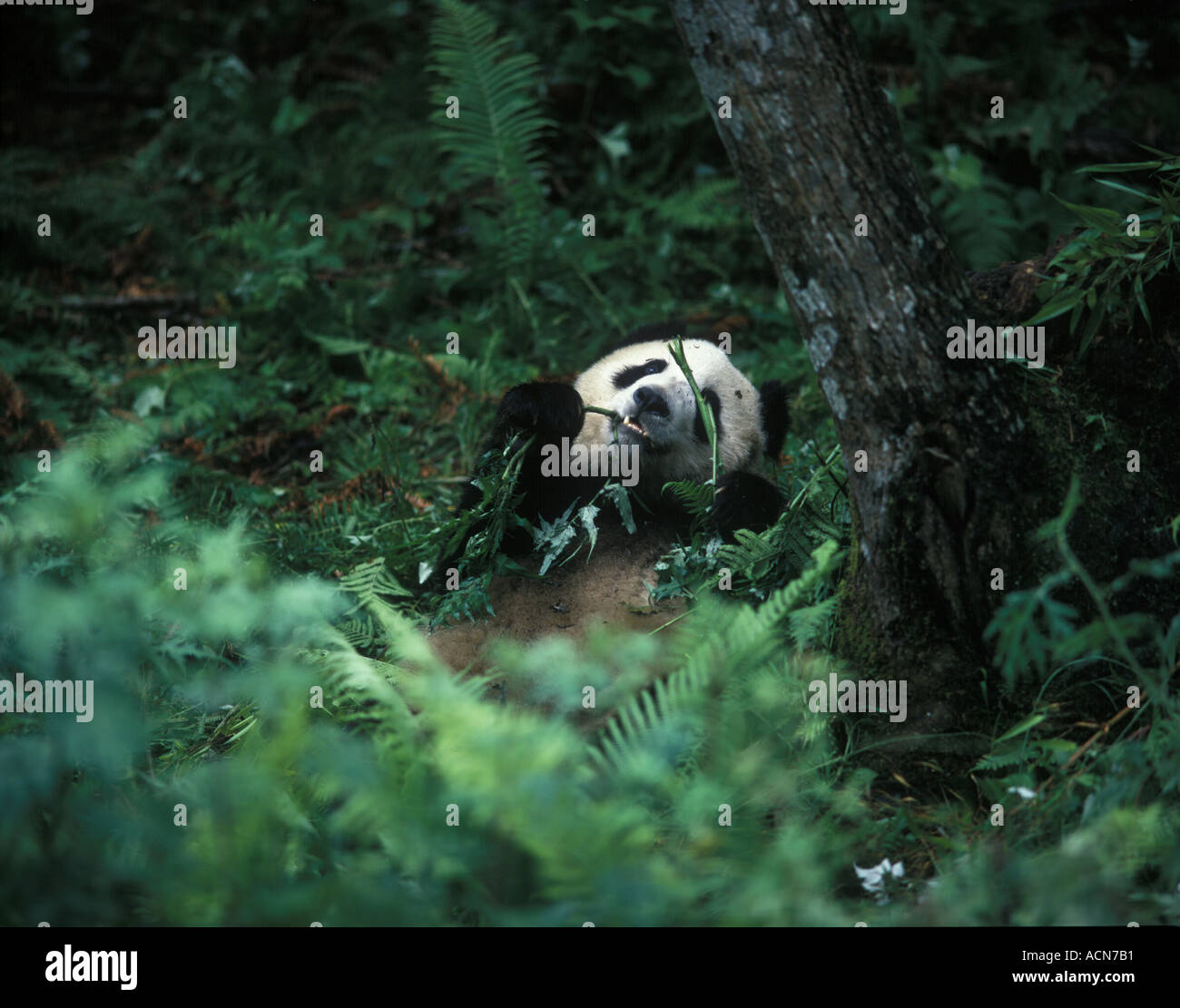 MAMMAL PANDA Giant Stock Photo - Alamy