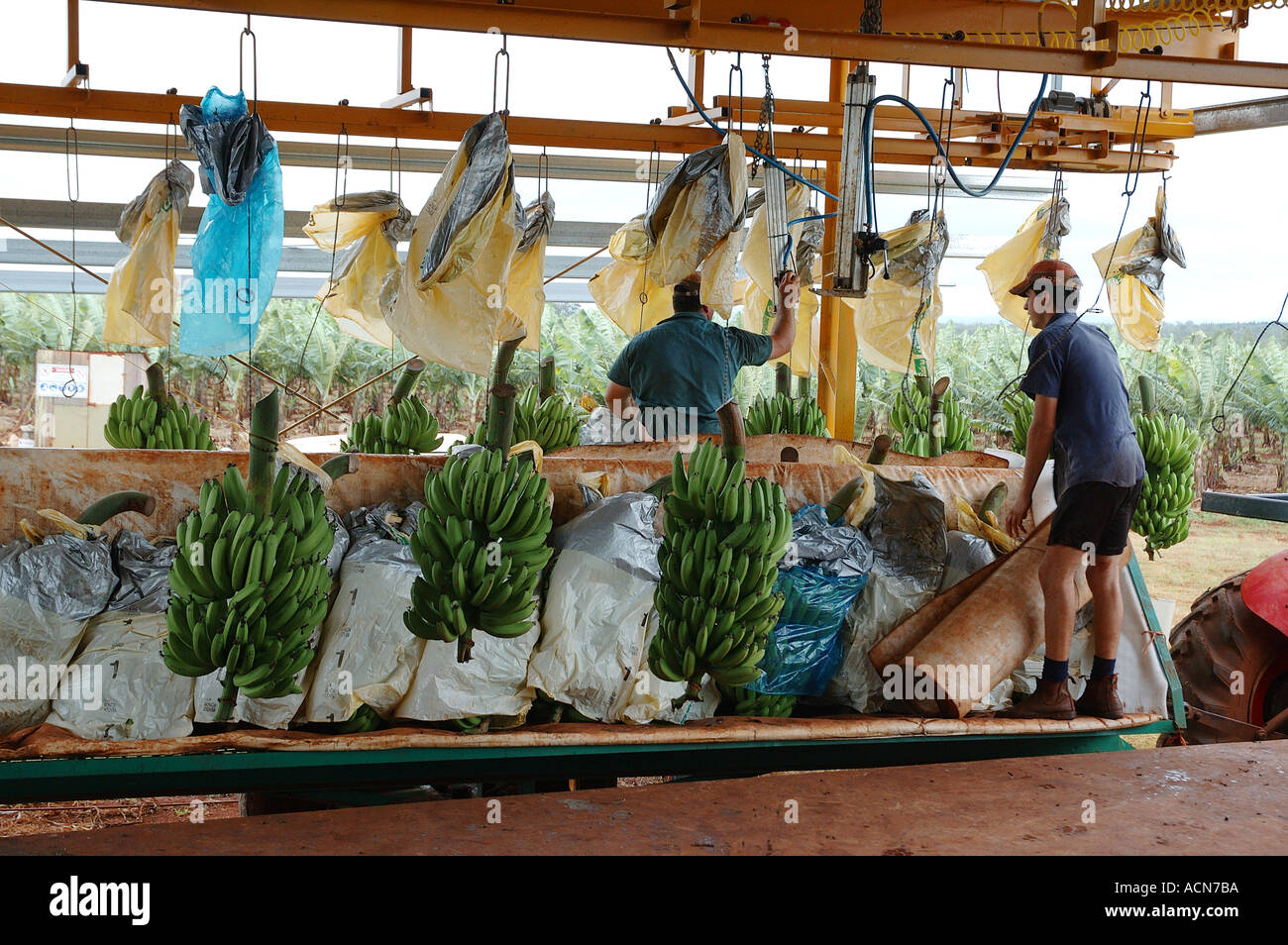 Banana process and packing shed far north queensland conveyor belt ...