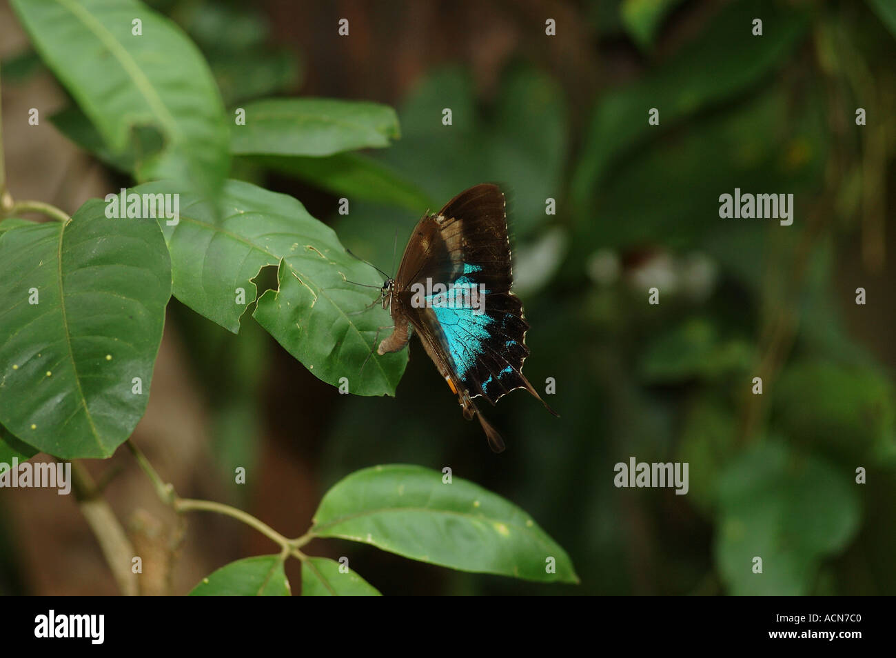Ulysses Butterfly Papilio ulysses Swallowtail Butterfly electric blue ...