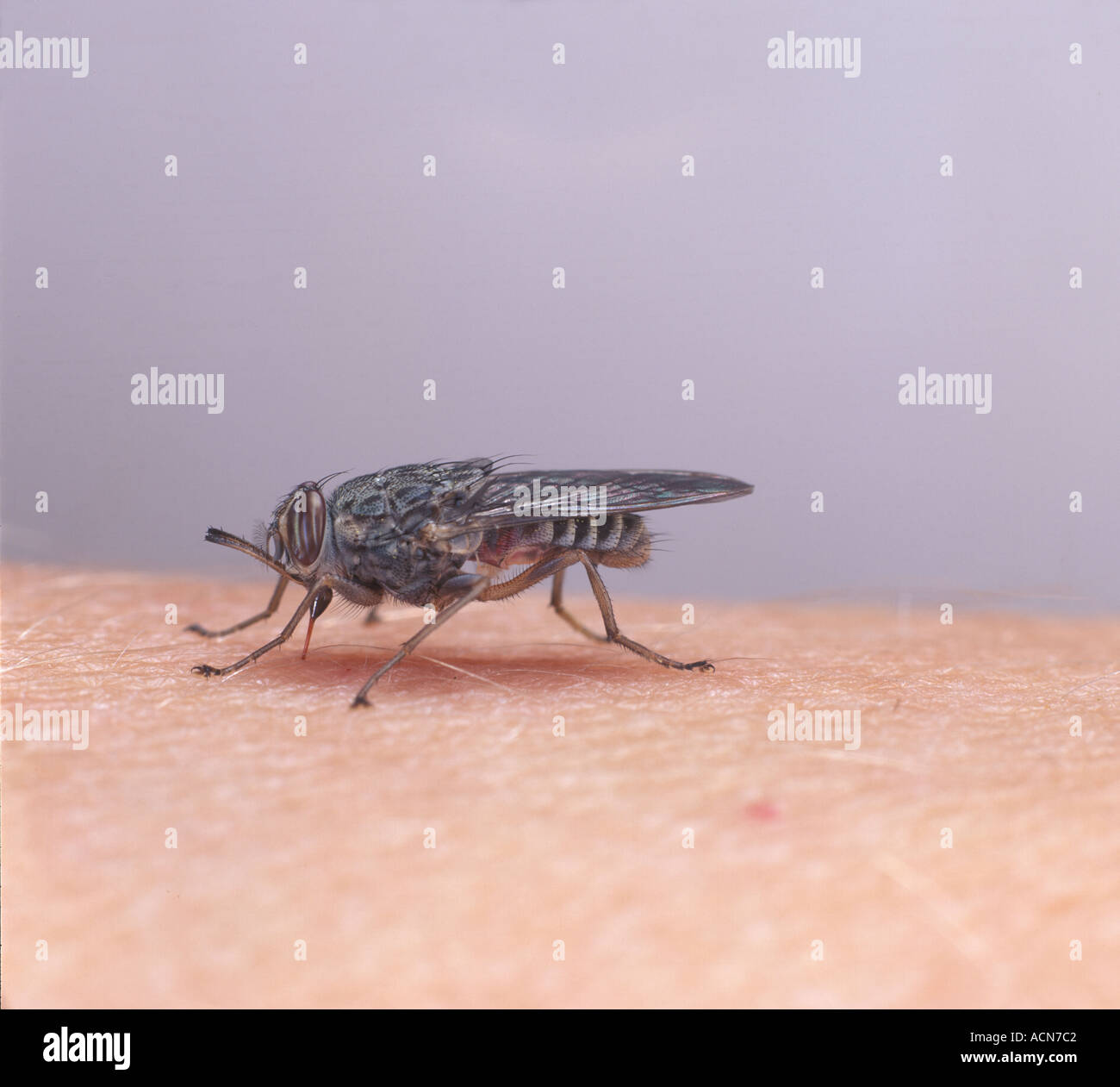 INVERTEBRATE FLY Tsetse Stock Photo - Alamy