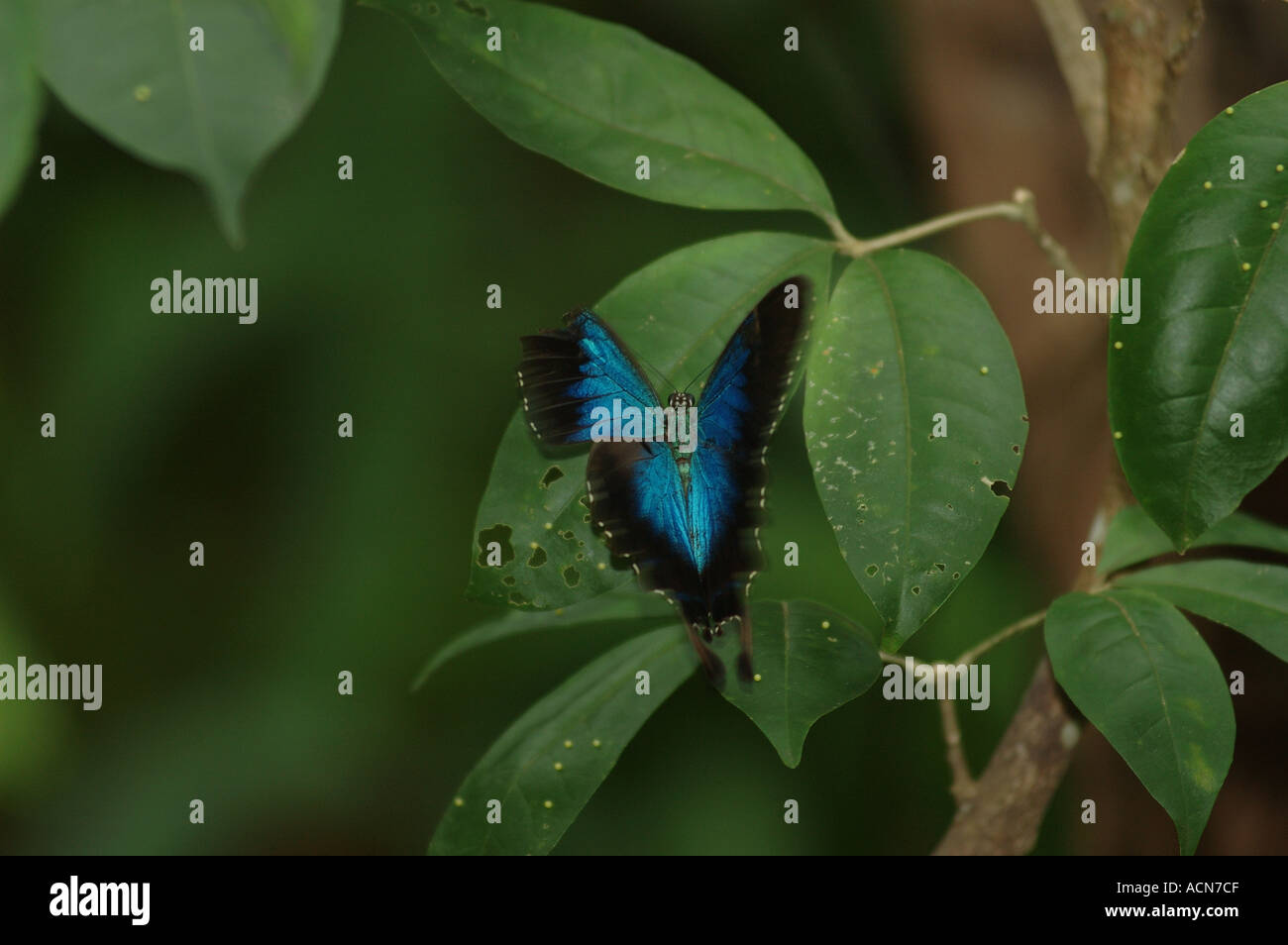 Ulysses Butterfly Papilio ulysses Swallowtail Butterfly electric blue ...