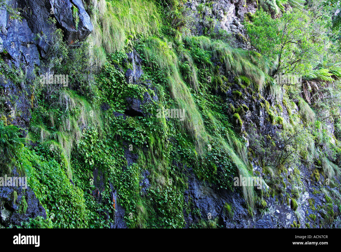 grasses moss and plants growing on a cliff face in the oxley wild ...
