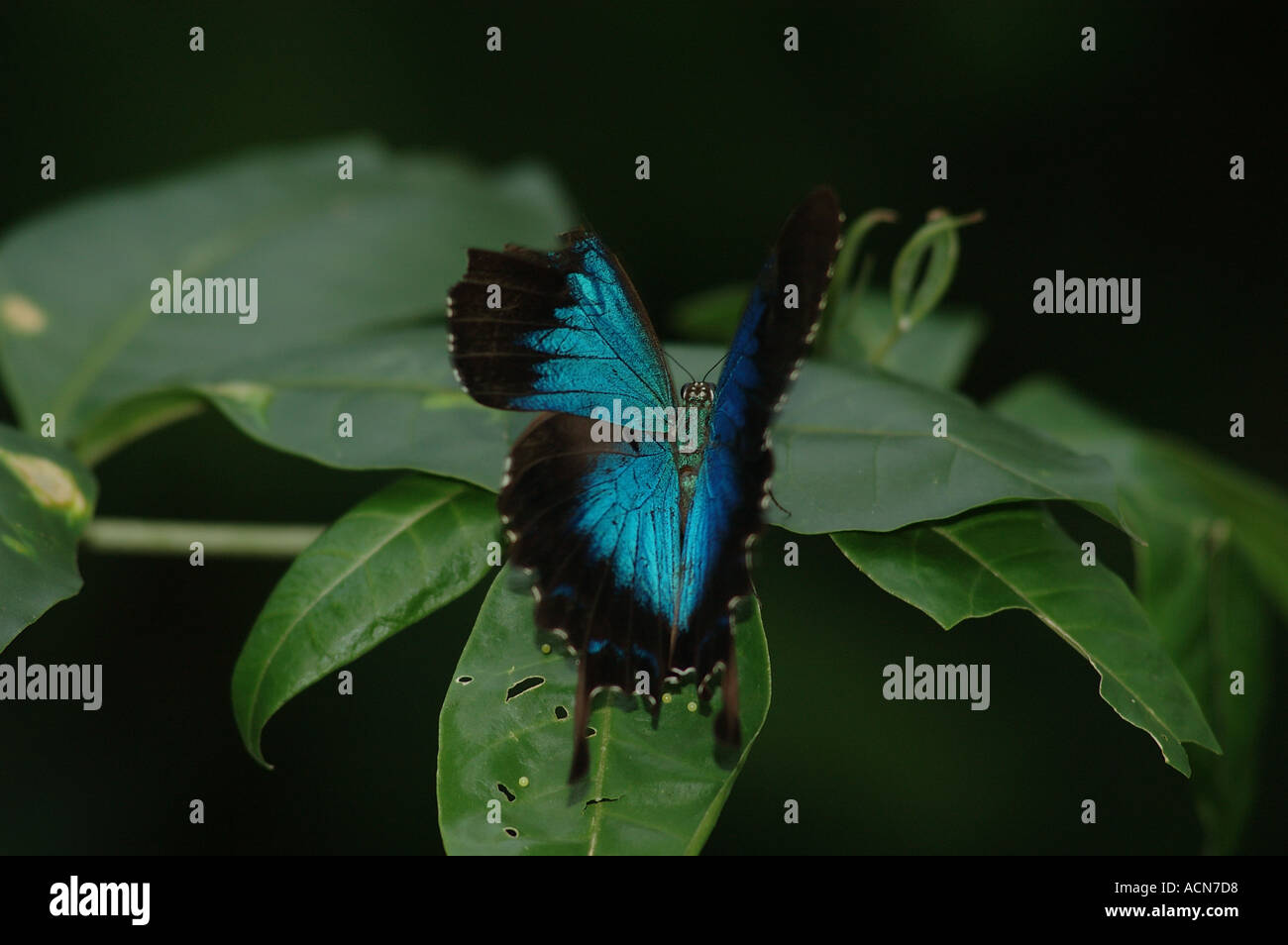Ulysses Butterfly Papilio ulysses Swallowtail Butterfly electric blue ...