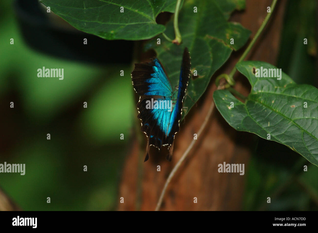 Ulysses Butterfly Papilio ulysses Swallowtail Butterfly electric blue ...