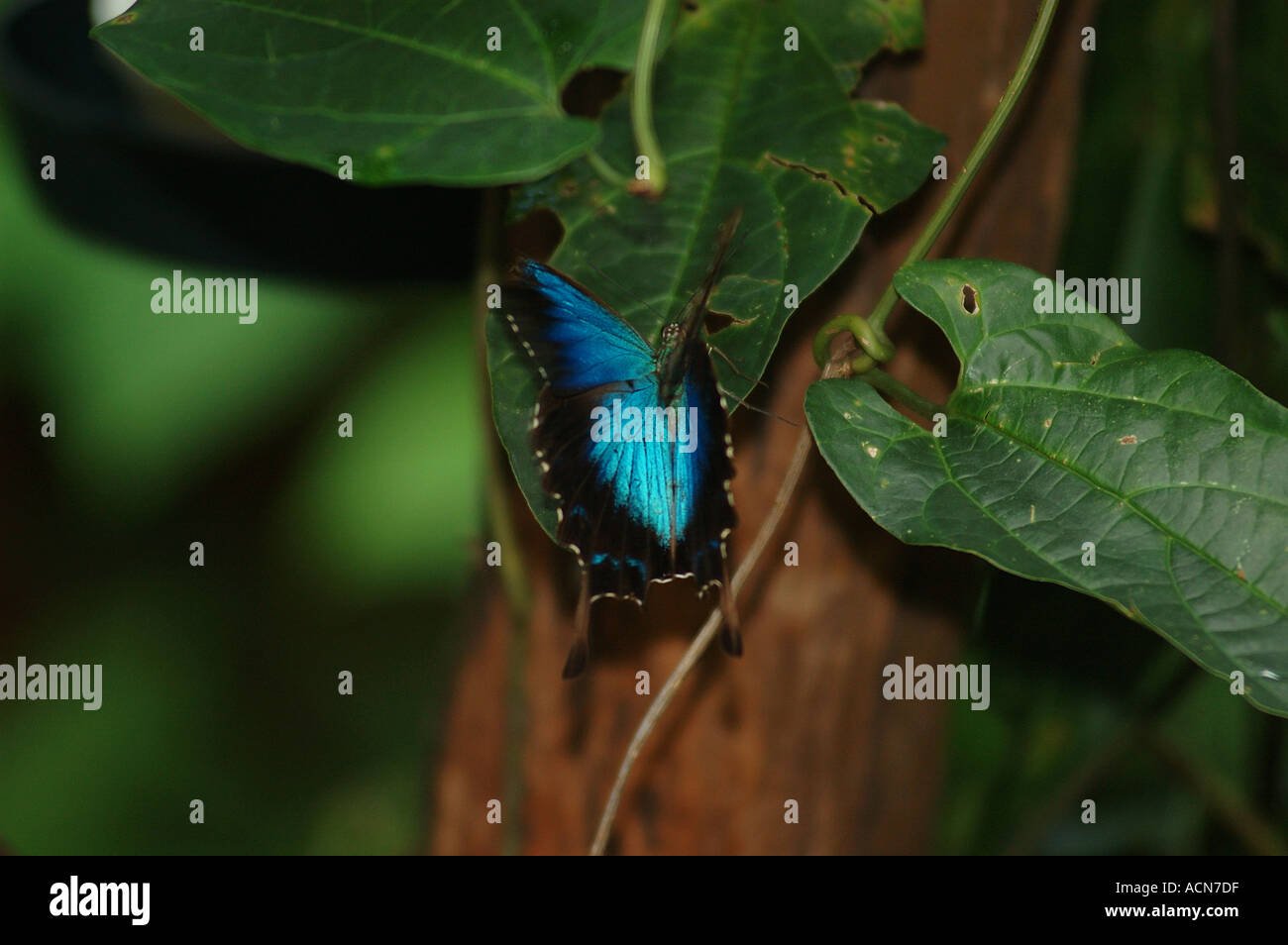 Ulysses Butterfly Papilio ulysses Swallowtail Butterfly electric blue ...