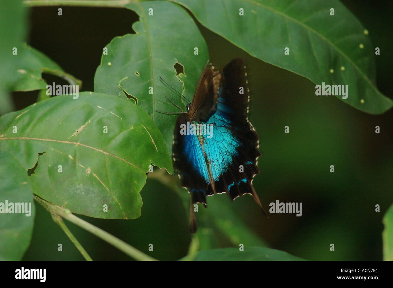 Ulysses Butterfly Papilio ulysses Swallowtail Butterfly electric blue ...