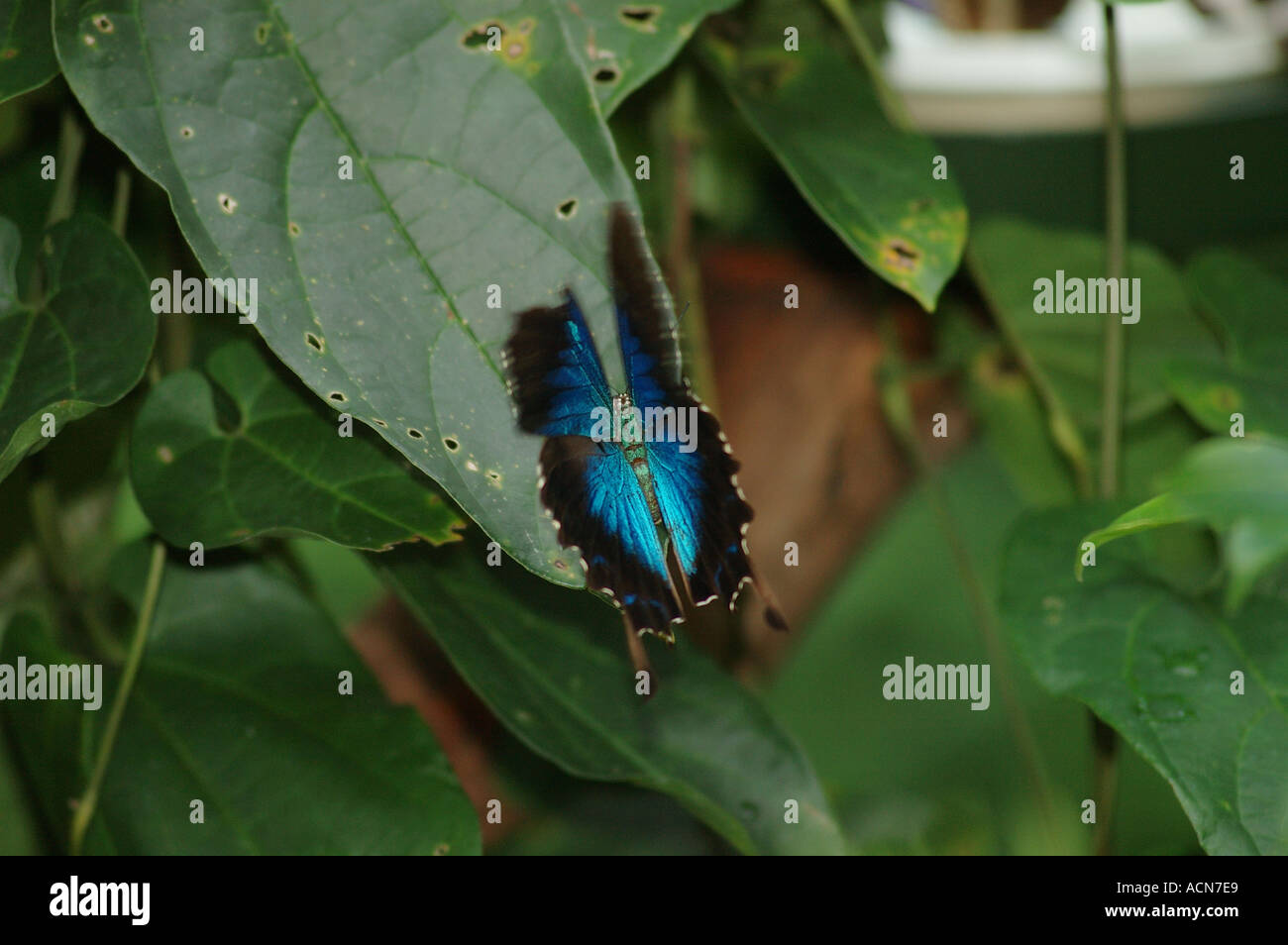 Ulysses Butterfly Papilio ulysses Swallowtail Butterfly electric blue ...