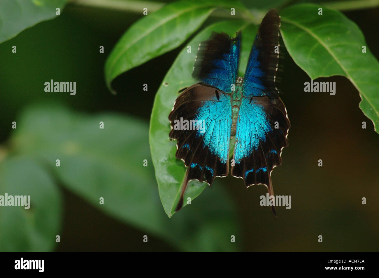 Ulysses Butterfly Papilio ulysses Swallowtail Butterfly electric blue ...