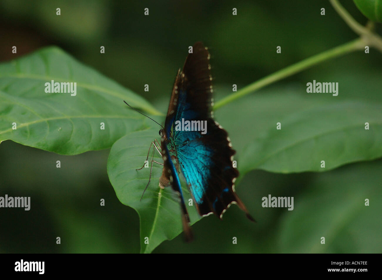 Ulysses Butterfly Papilio Ulysses Swallowtail Butterfly electric blue ...