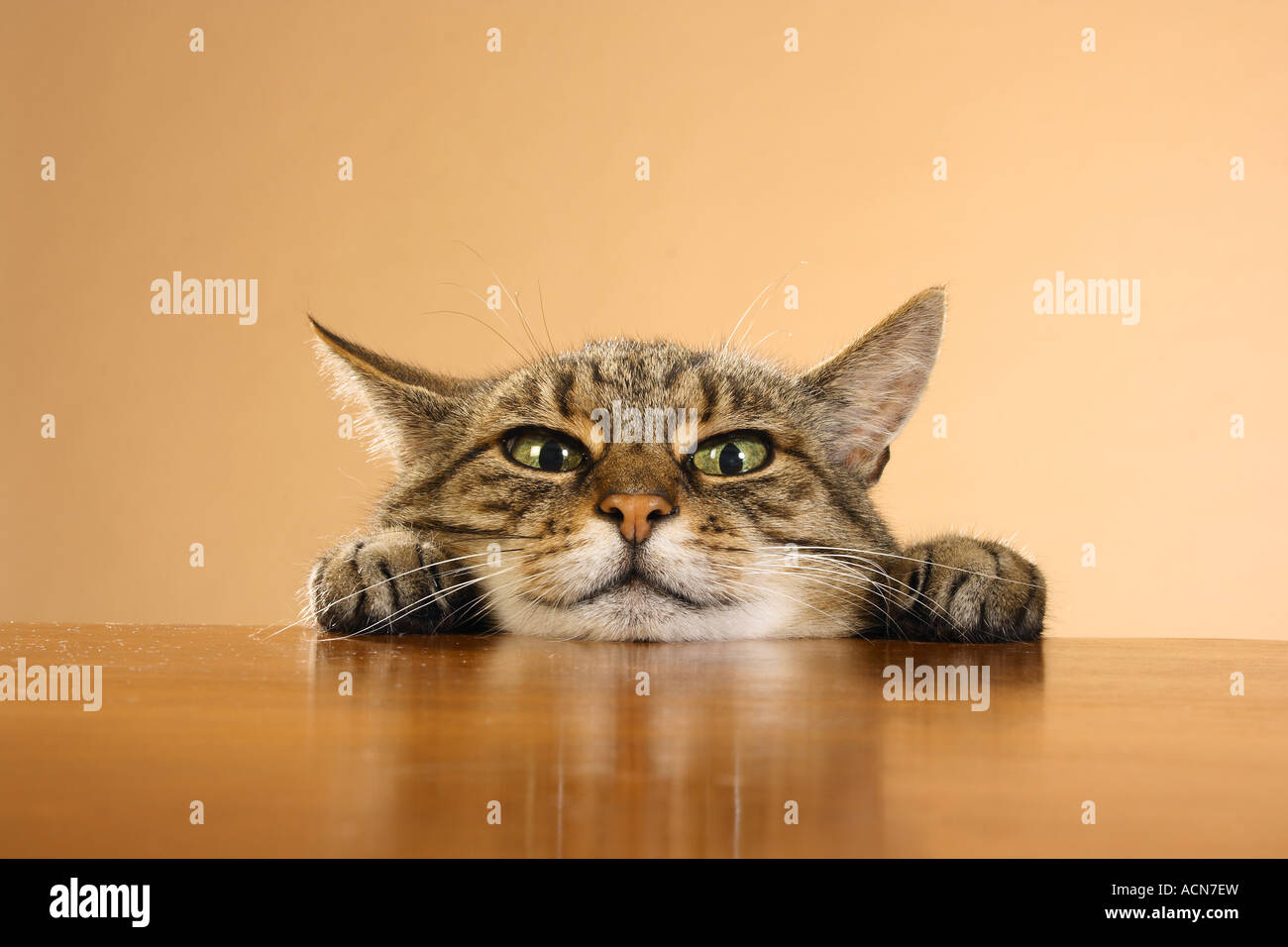 Domestic cat with its head and paws on the edge of a table Stock Photo ...