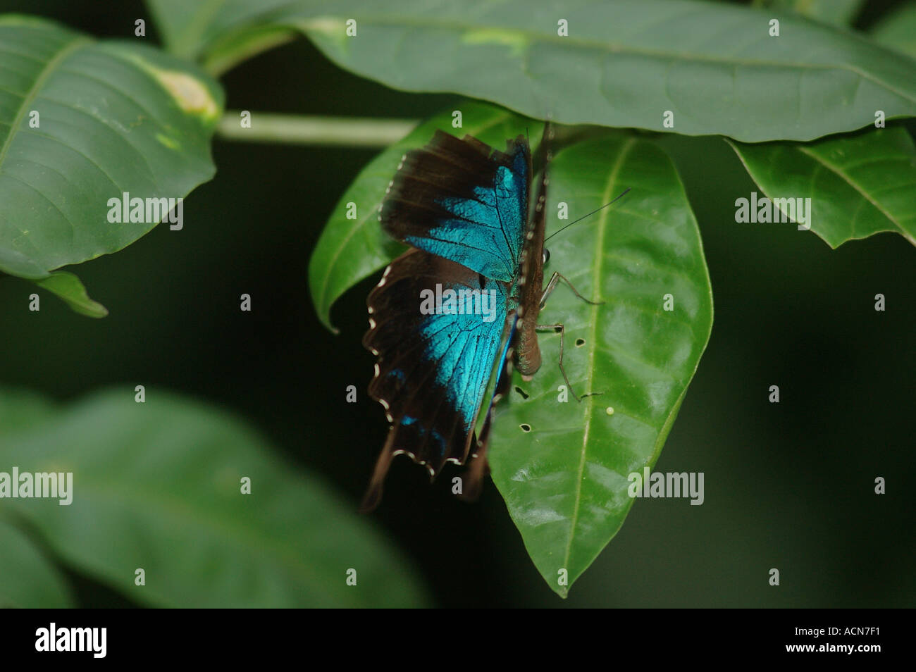 Ulysses Butterfly Papilio ulysses Swallowtail Butterfly electric blue ...
