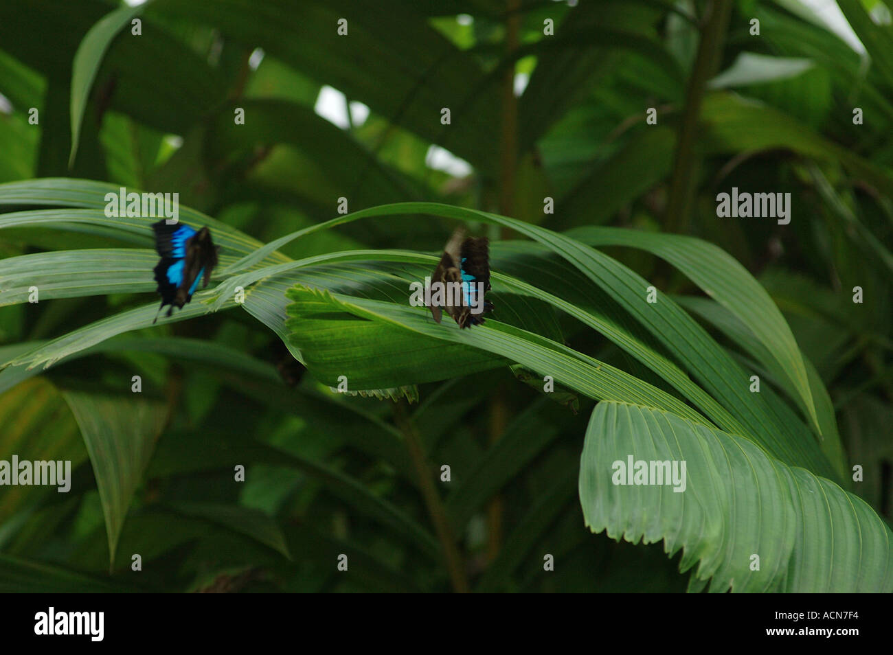 Ulysses Papilio ulysses Swallowtail lands on tourist Kuranda Butterfly ...