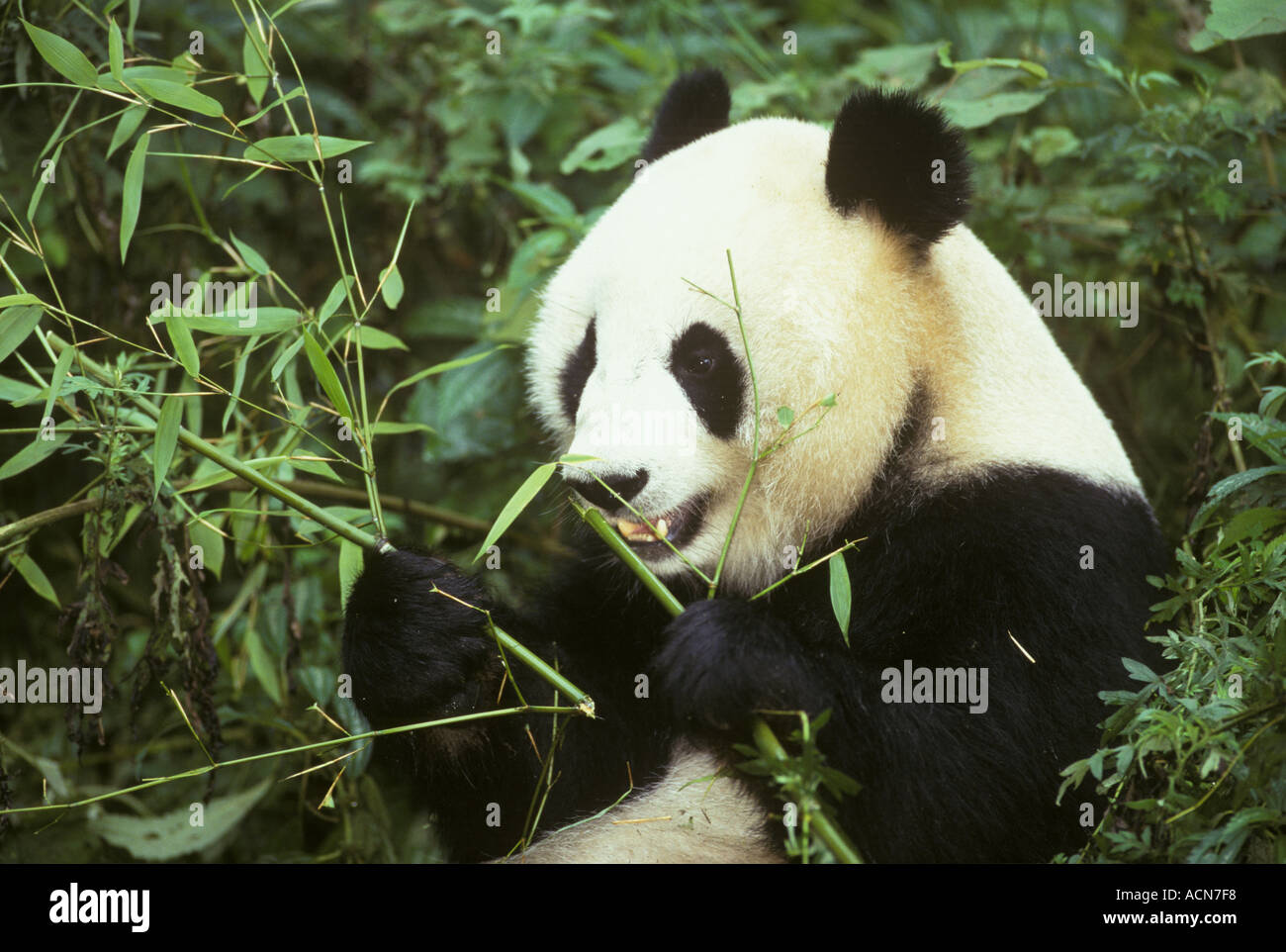 MAMMAL PANDA Giant Stock Photo - Alamy