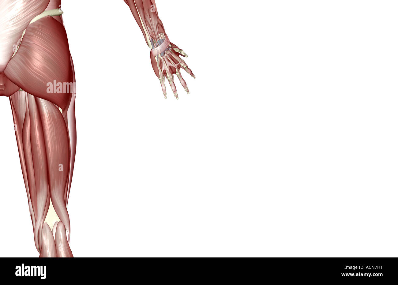 The muscles of the hip Stock Photo - Alamy