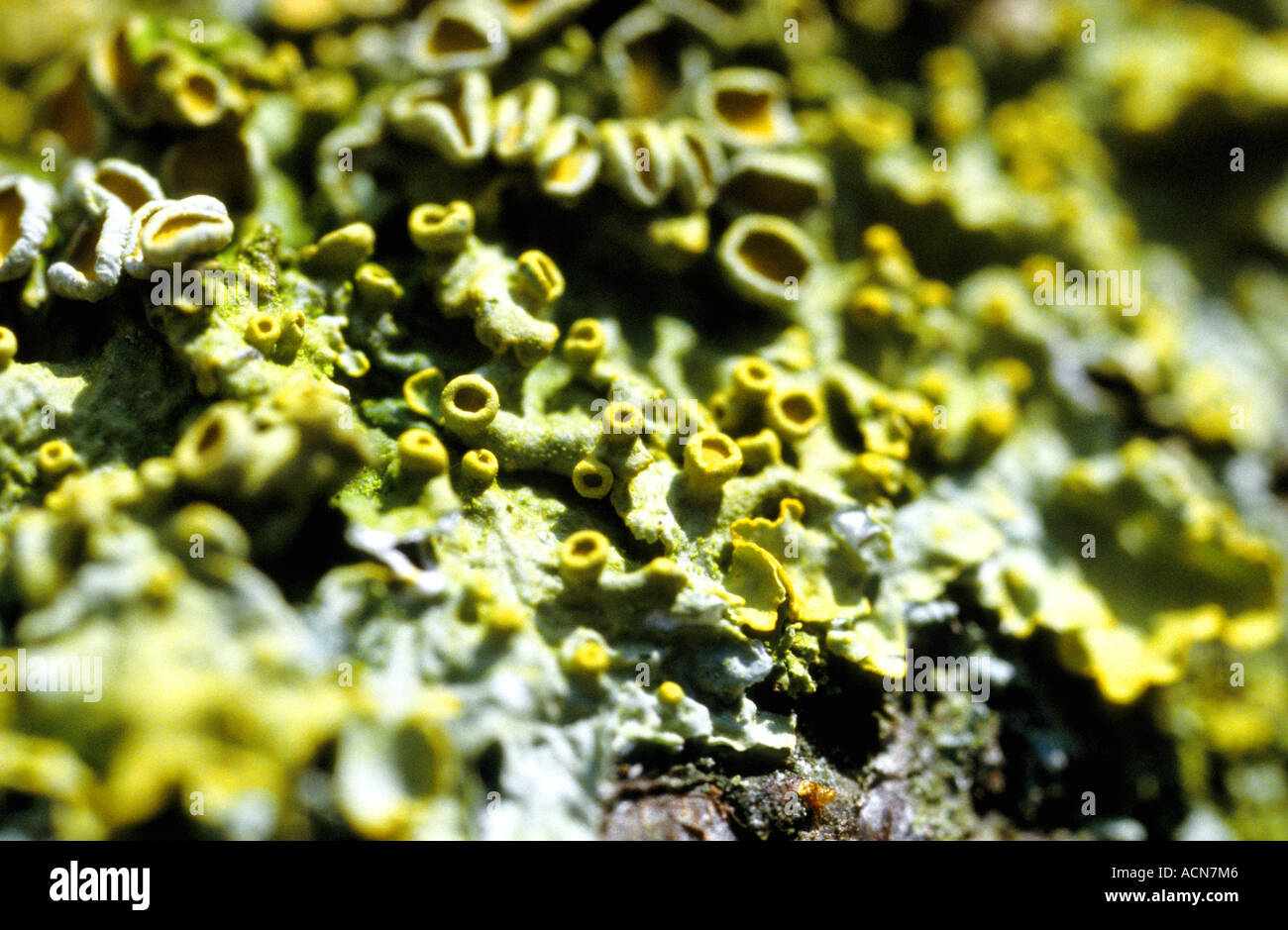 Lichen Xanthoparmelia scabrosa Stock Photo - Alamy