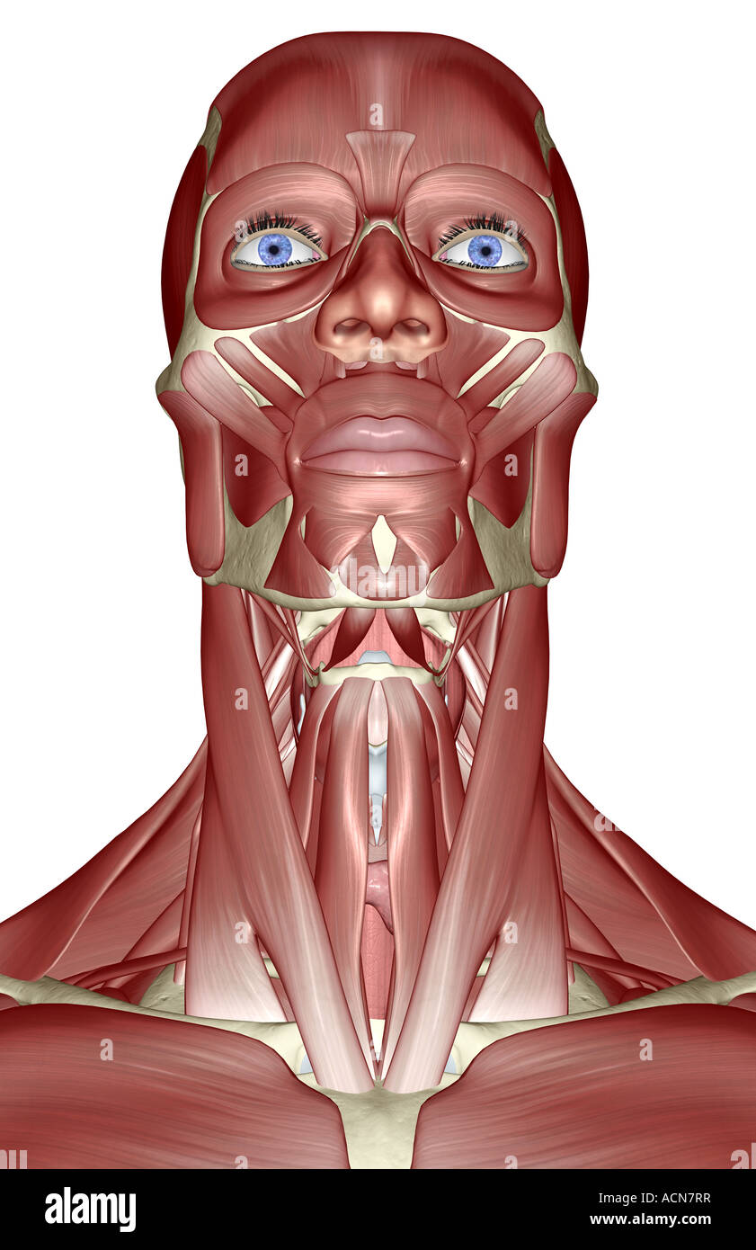 The muscles of the head neck and face Stock Photo - Alamy