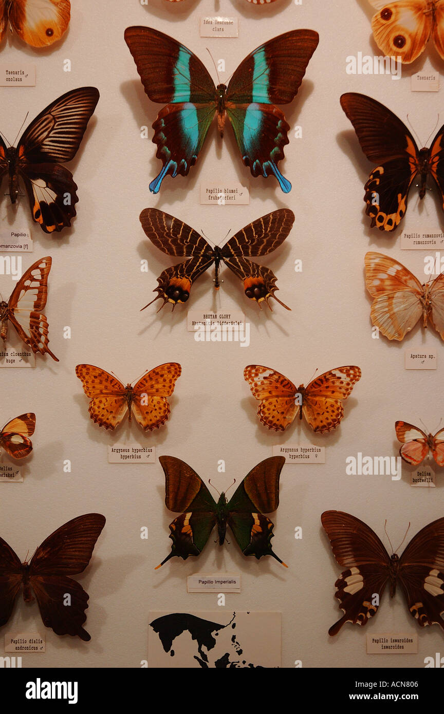 Display case butterflies hi-res stock photography and images - Alamy