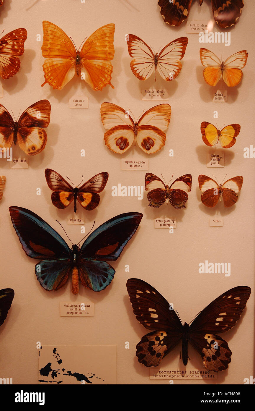Display case butterflies hi-res stock photography and images - Alamy