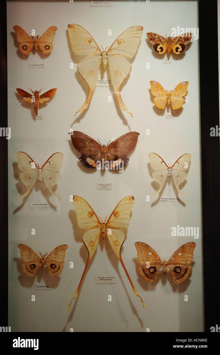 Collecting moths hi-res stock photography and images - Alamy