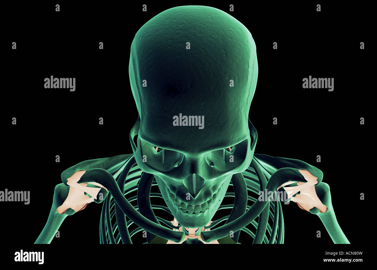 The ligaments of the head and face Stock Photo - Alamy