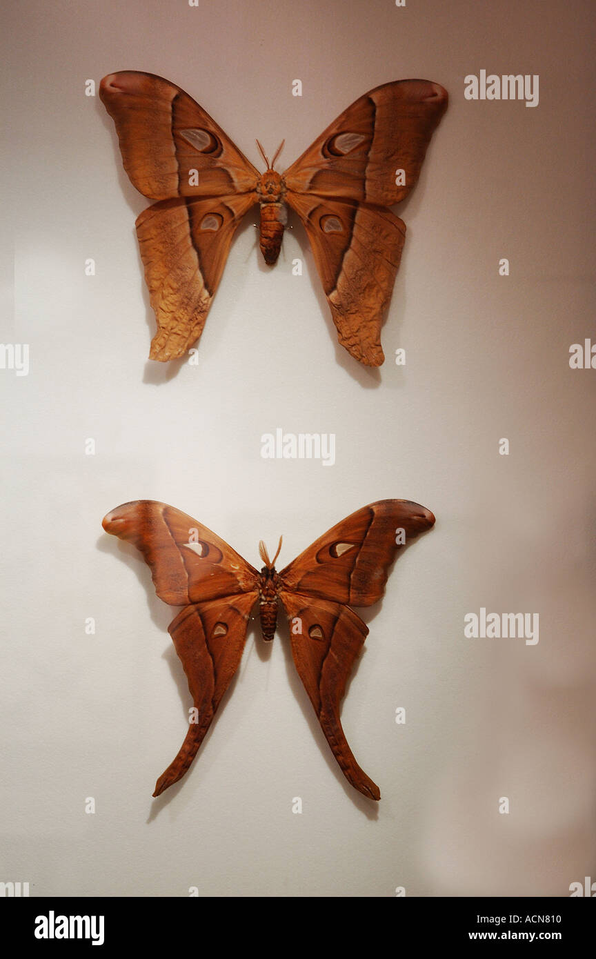 Moths colour display hi-res stock photography and images - Alamy