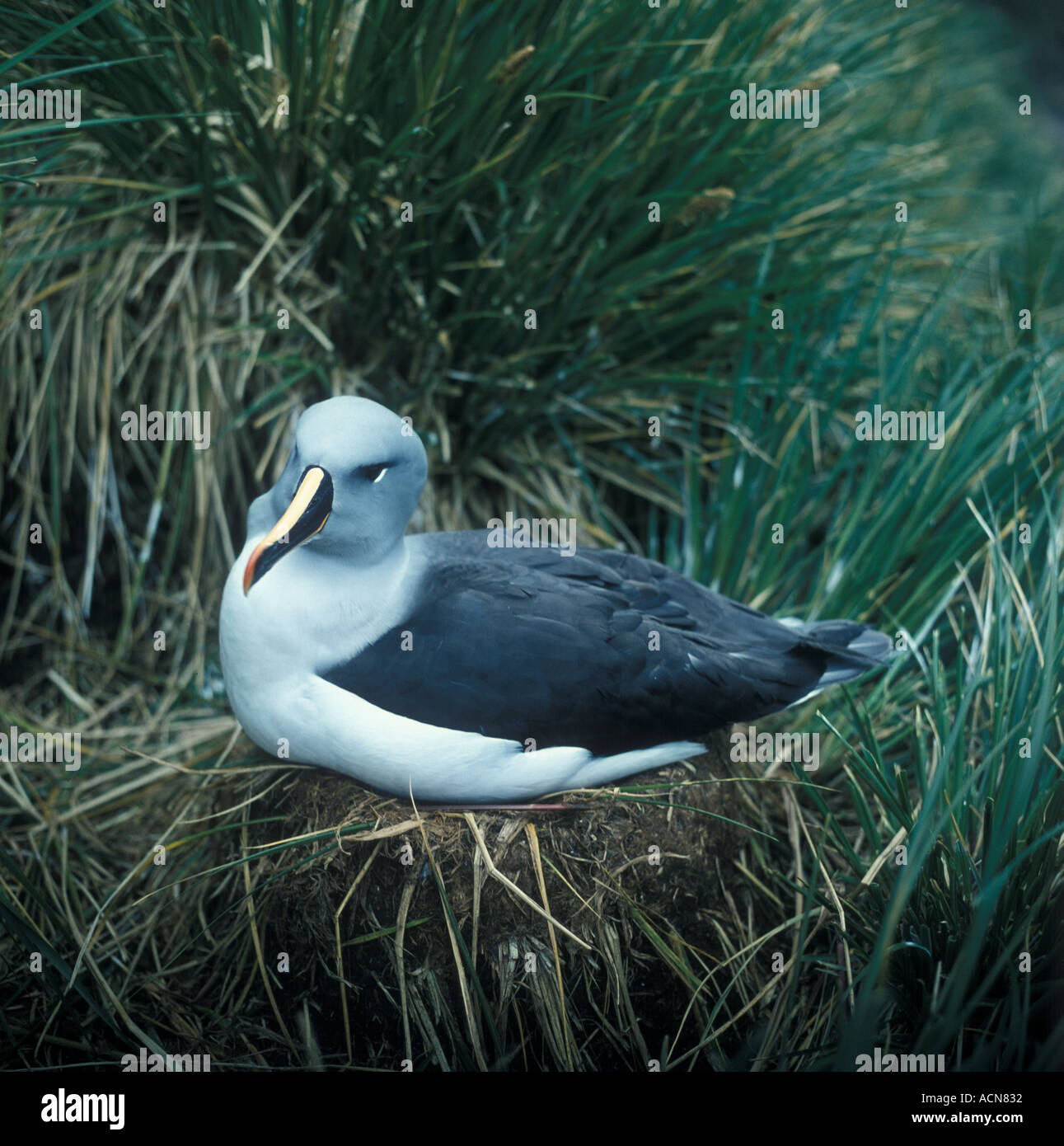 Square headed bird hi-res stock photography and images - Alamy