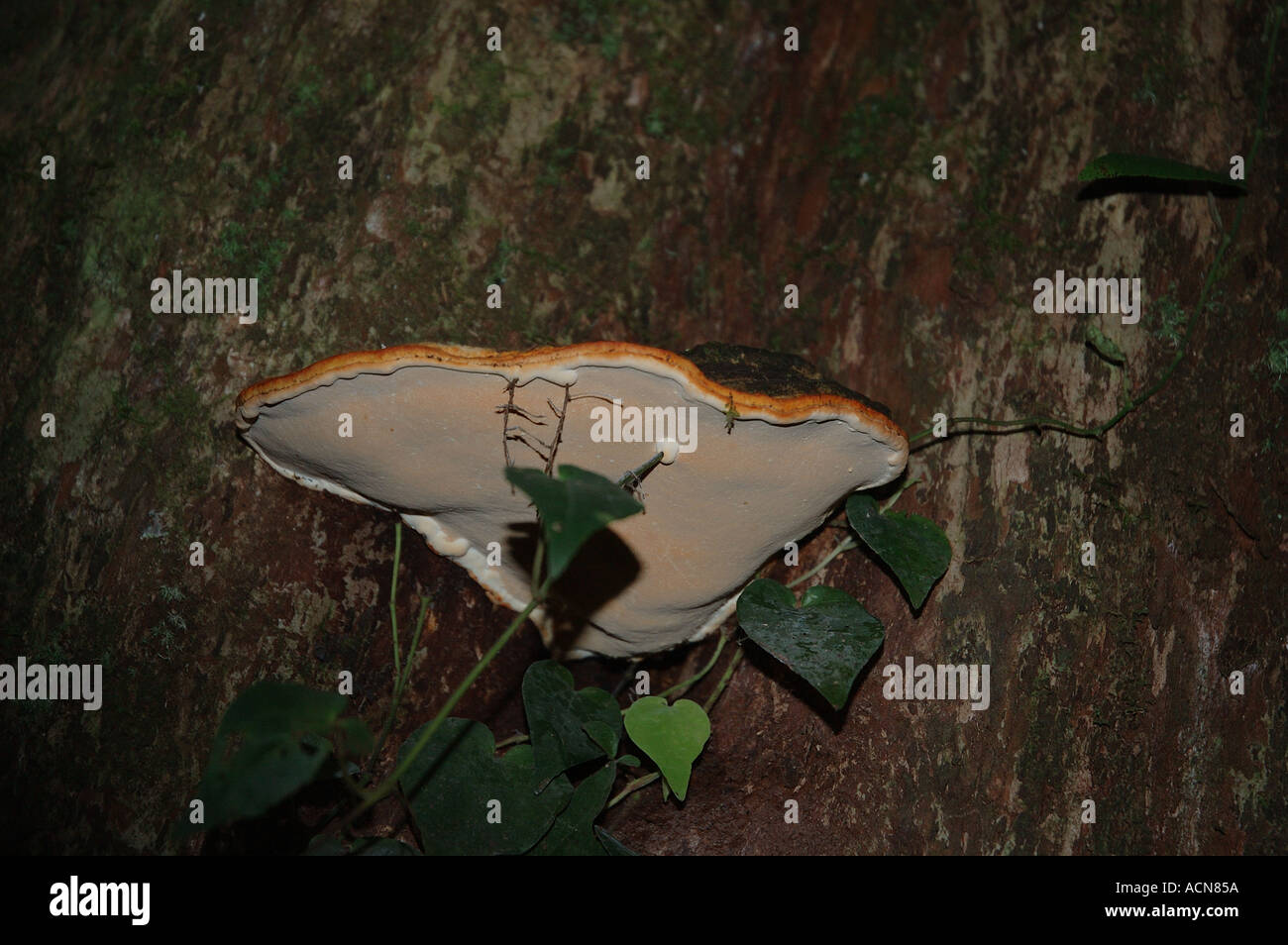 Bracket Fungi Pored Fungi Ganoderma spp top and bottom view same fungus ...