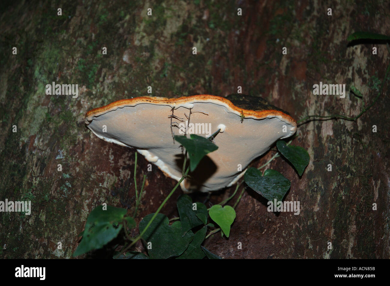 Bracket Fungi Pored Fungi Ganoderma spp top and bottom view same fungus ...